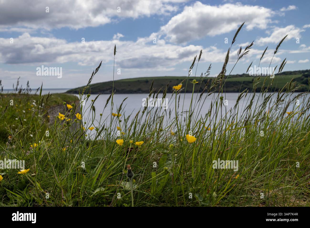 Buttercup flowers and grass seen at Charles Fort looking out on Kinsale ...