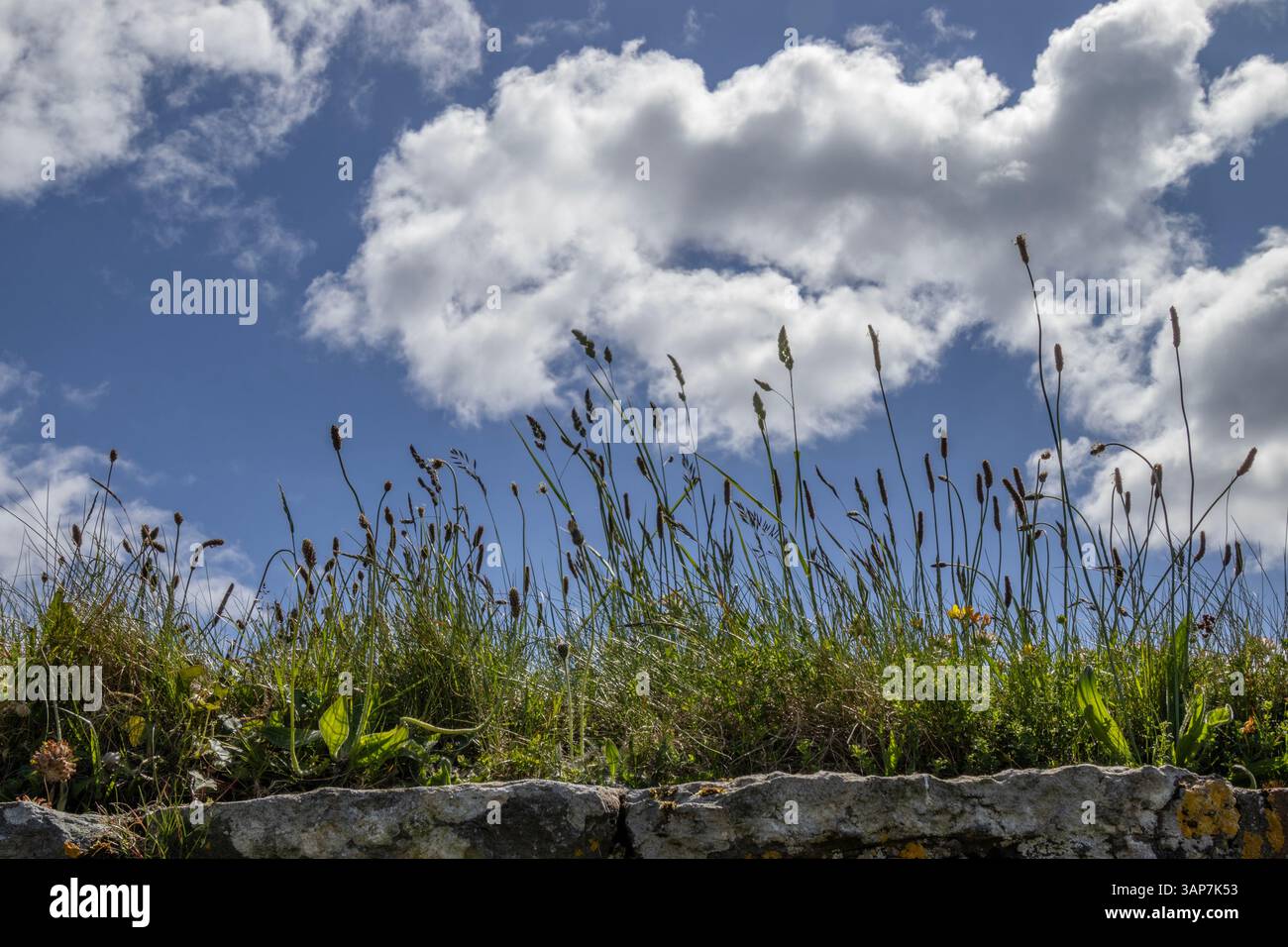 Grass and clover at the top of a wall in the ruins of Charles Fort on ...