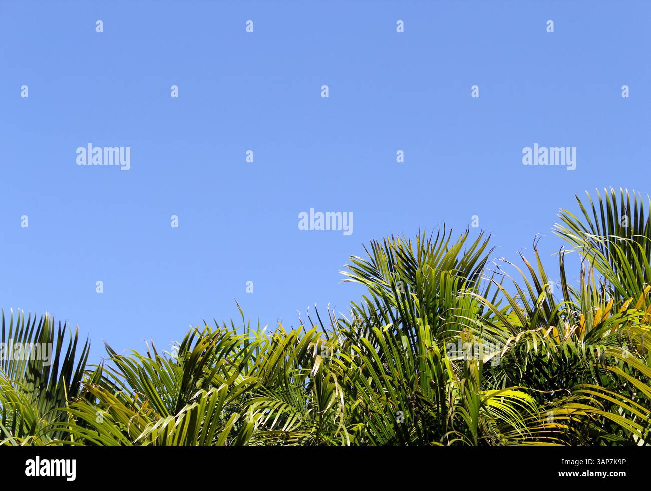 Leaves fronds on a golden cane palm tree against a clear blue sky Stock ...