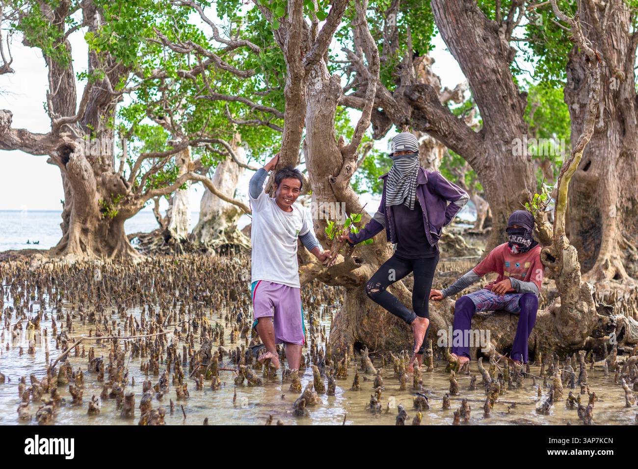 Filipino fishermen resting beside an old growth mangrove tree in Isla ...