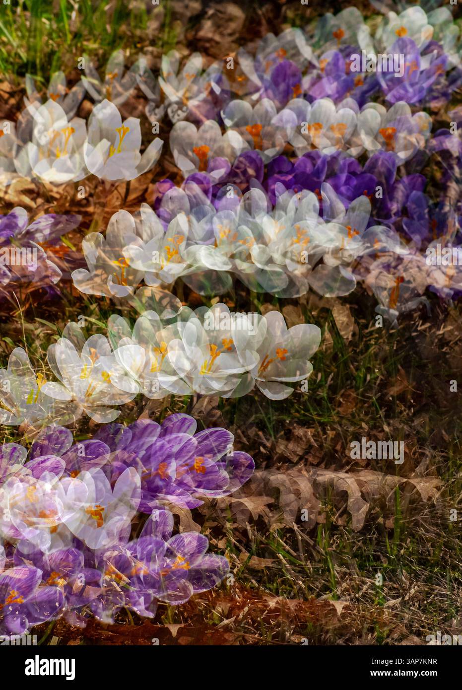 Multiple exposures of a patch of Crocus flowers create this ...