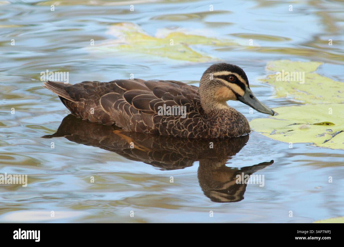Pacific black duck swimming on a pond Stock Photo - Alamy