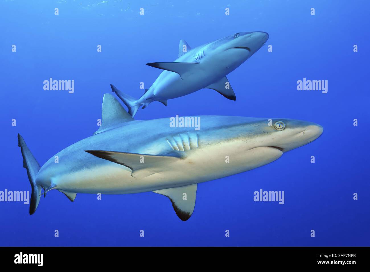 Underwater scene two sharks swimming hi-res stock photography and ...