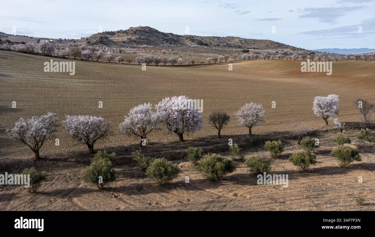 Overhead aerial shot blossoming tree hi-res stock photography and ...