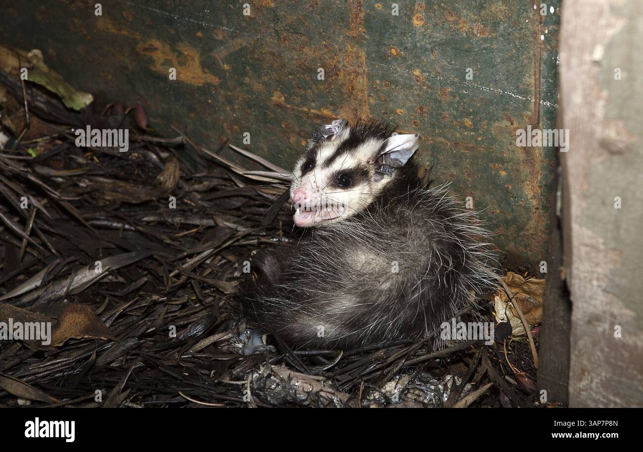 An Argentinian opossum in its nest, 2016 Stock Photo - Alamy