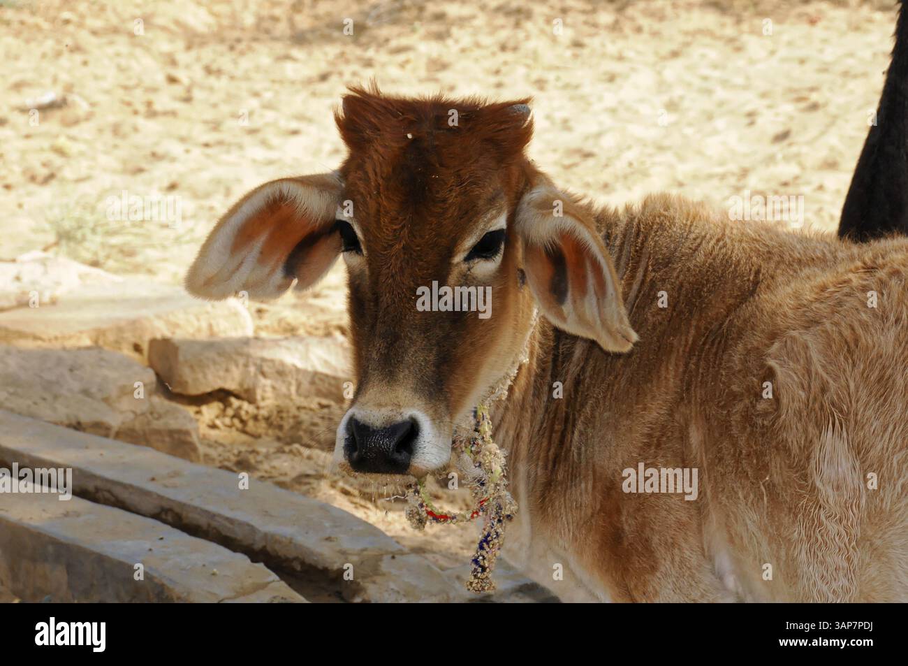 Jodhpur, Rajasthan, North India, Asia, A young calf with a chain around ...