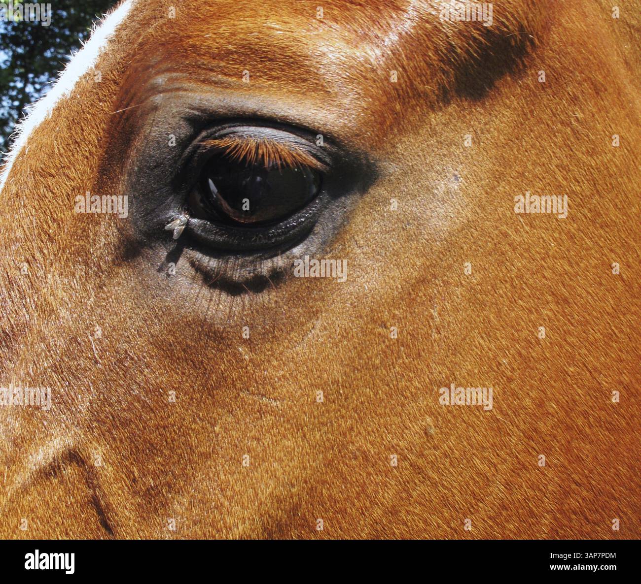 One eye of an horse hi-res stock photography and images - Alamy