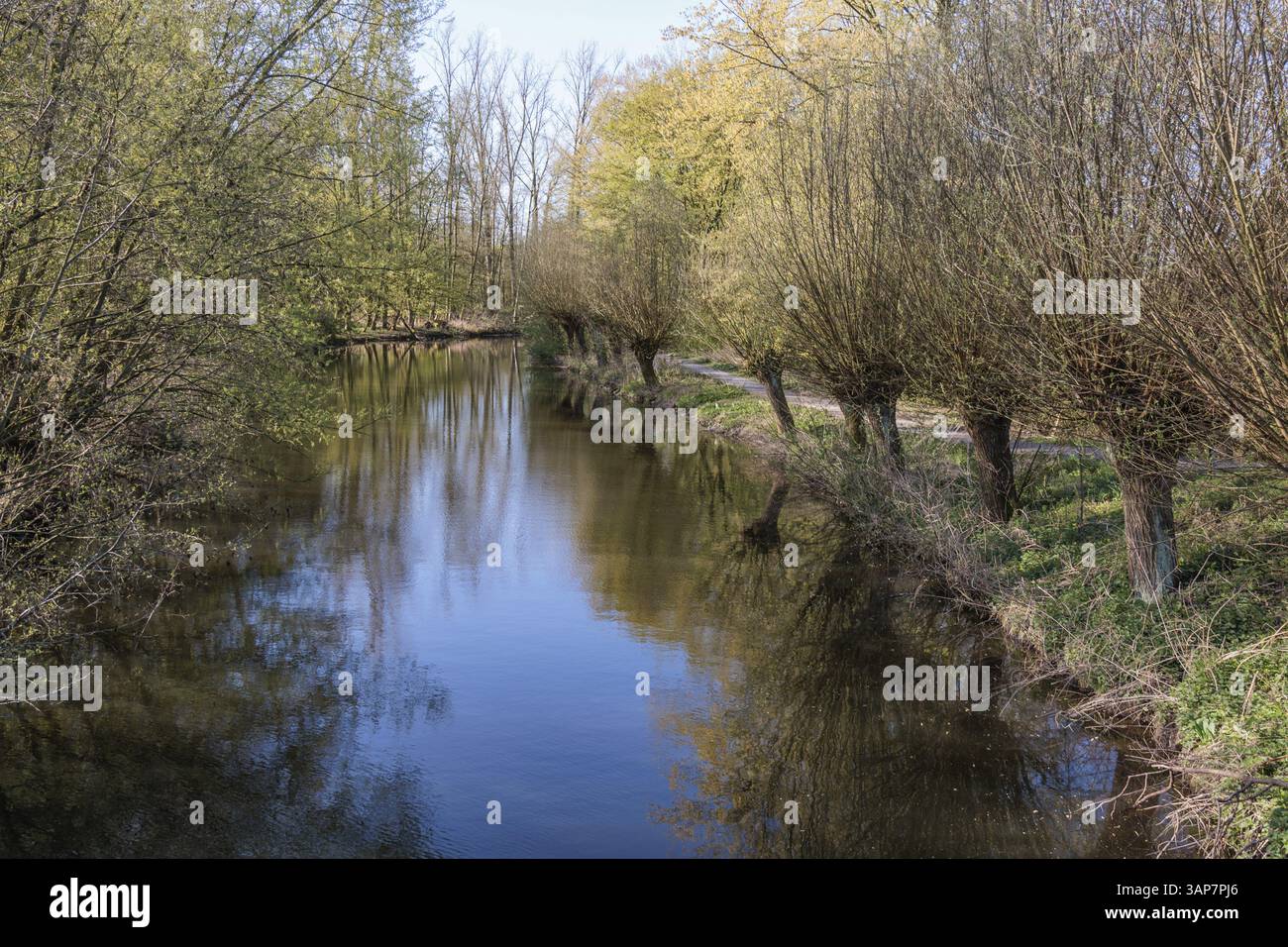 Clear river landscape with reflecting trees on a calm spring day ...