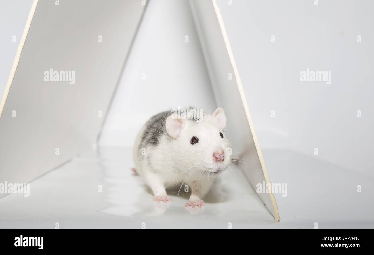 A cute pet rat looks into the camera Stock Photo - Alamy