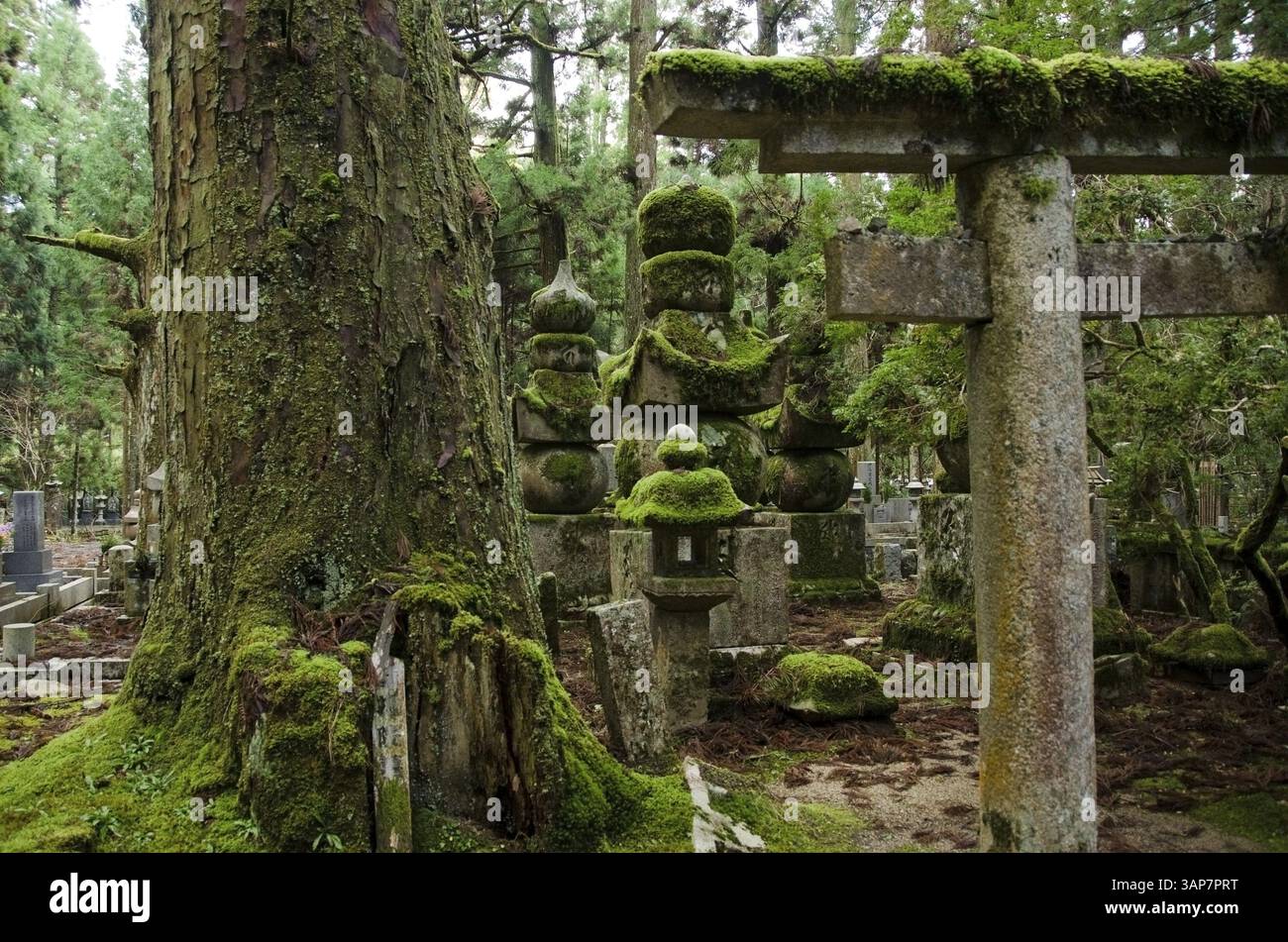 Okunoin cemetery at Mount Koya and Koya-san in Wakayama, Japan. World ...