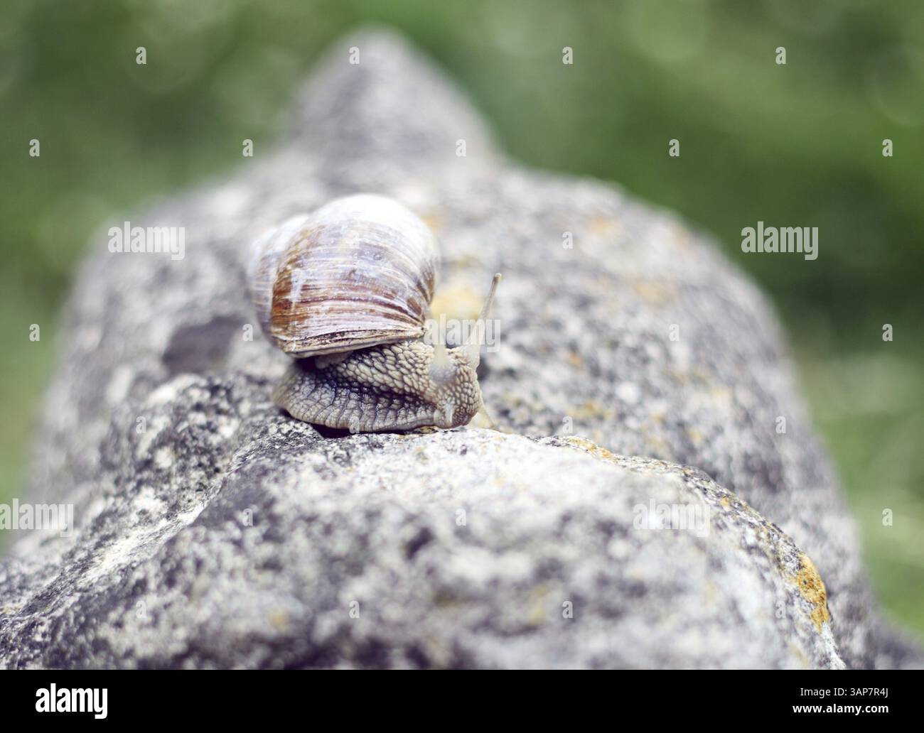 Vineyard snail on a stone Stock Photo - Alamy