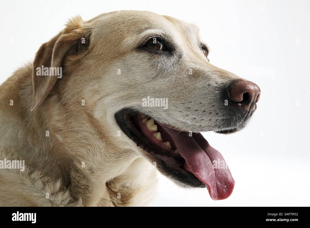 Portrait of a blonde Labrador in the studio Stock Photo - Alamy