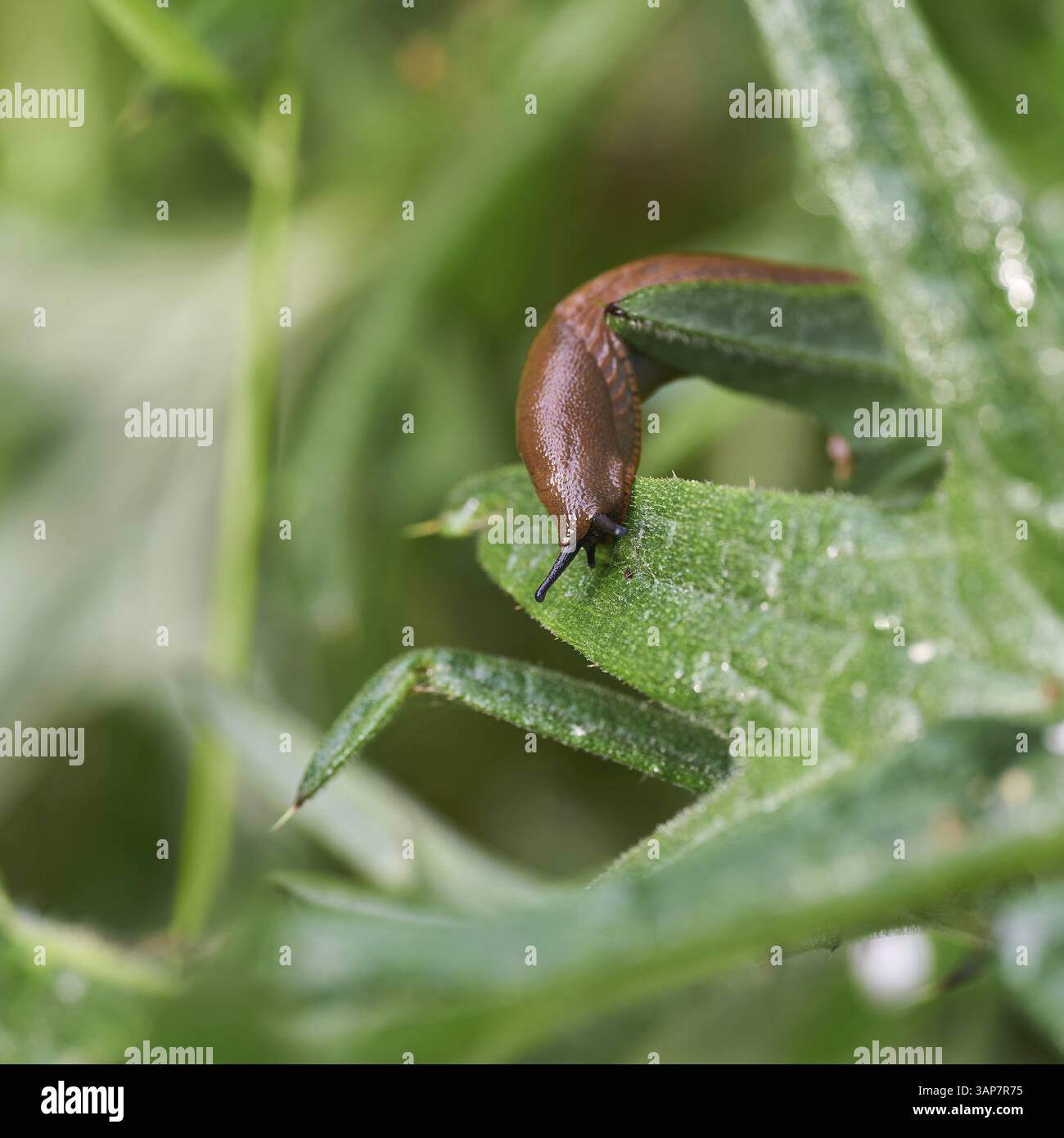 Spanish slug, Arion vulgaris Stock Photo - Alamy