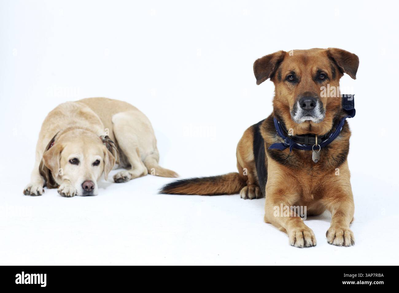 Portrait of 2 dogs in the studio Stock Photo - Alamy