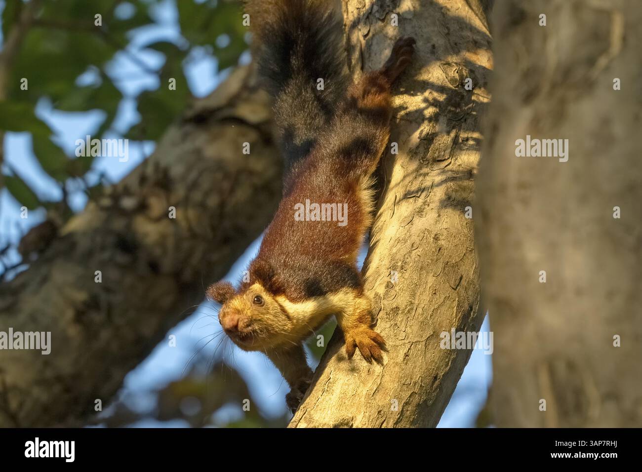 Giant squirrel (Ratufa indica), species of giant squirrel (genus Ratufa ...