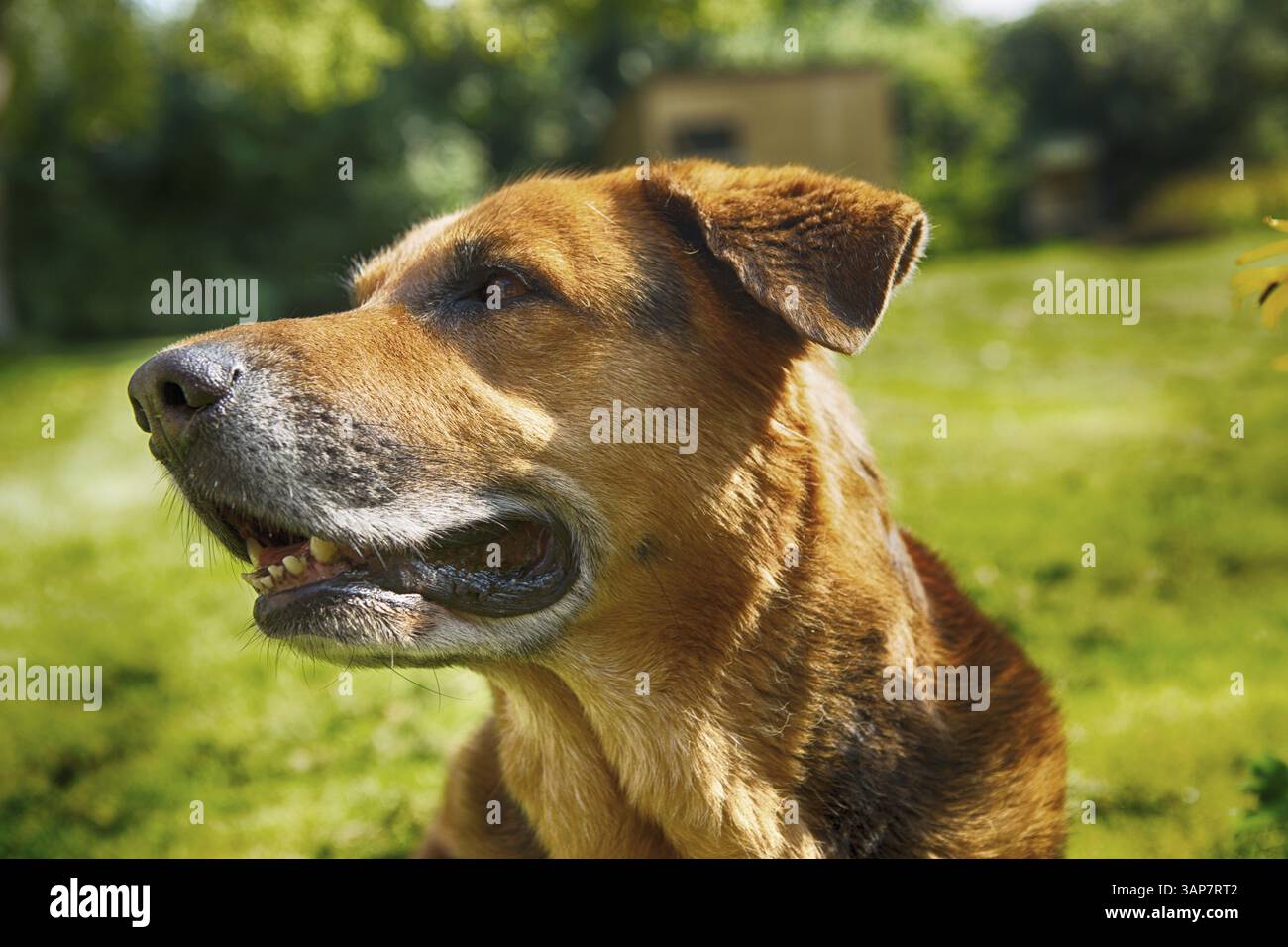 Portrait of a shepherd dog crossbreed in the garden Stock Photo - Alamy