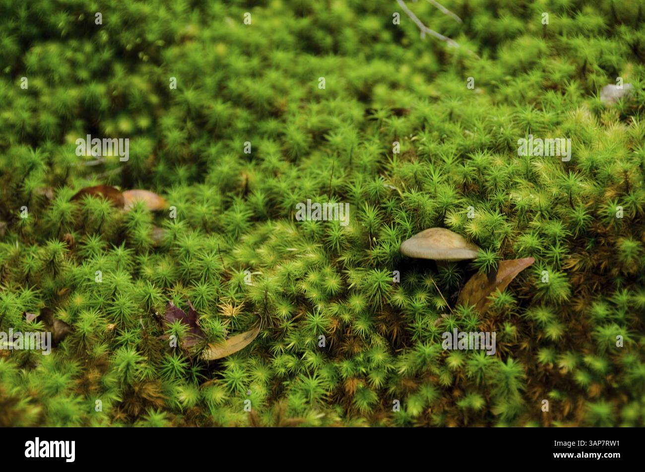 Closeup of moss in a forest with a small mushroom, green natural ...