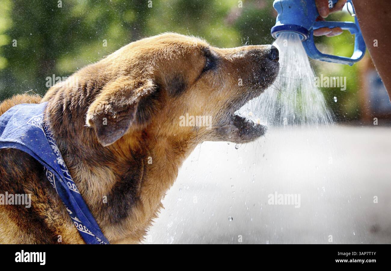 Spray dog hi-res stock photography and images - Alamy