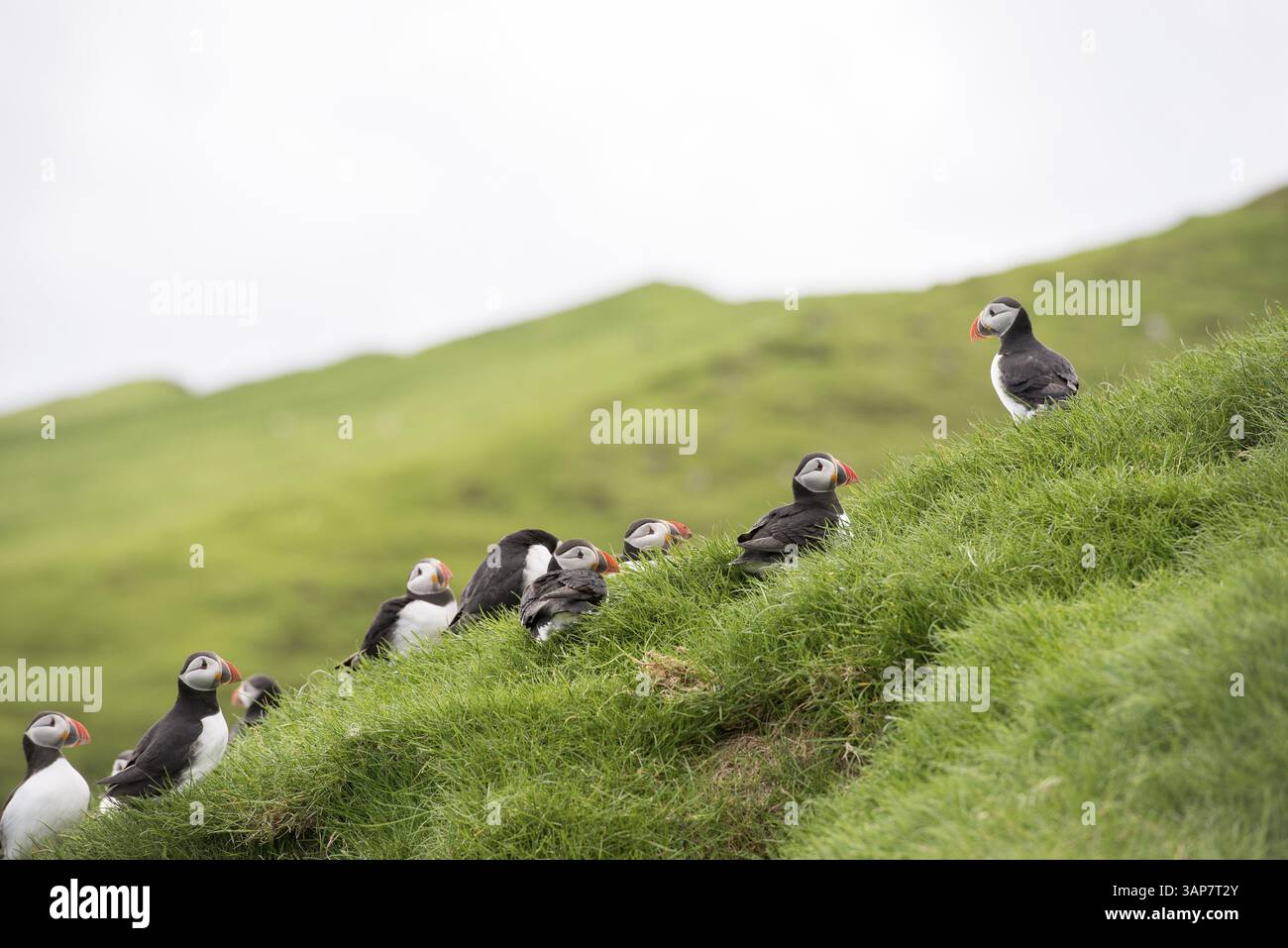 Atlantic puffins, Fratercula arctica sitting on grass on the Faroe ...