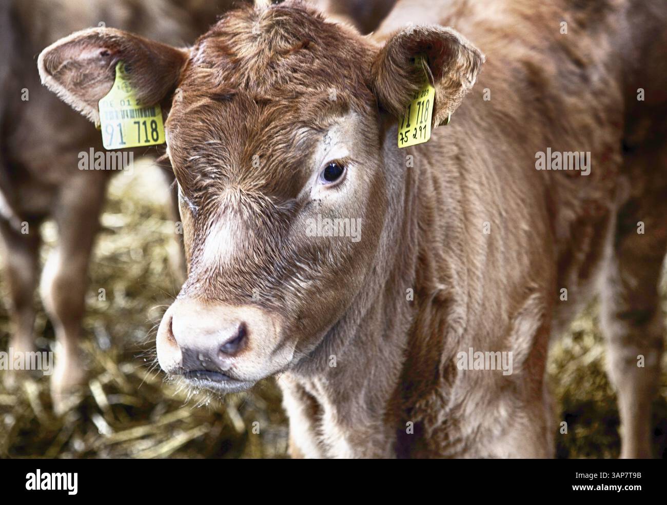 Red barn farm in middle hi-res stock photography and images - Alamy