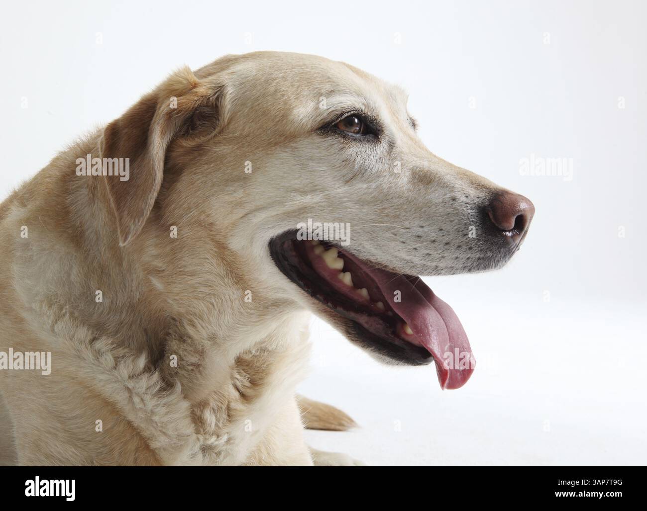 Portrait of a blonde Labrador in the studio Stock Photo - Alamy