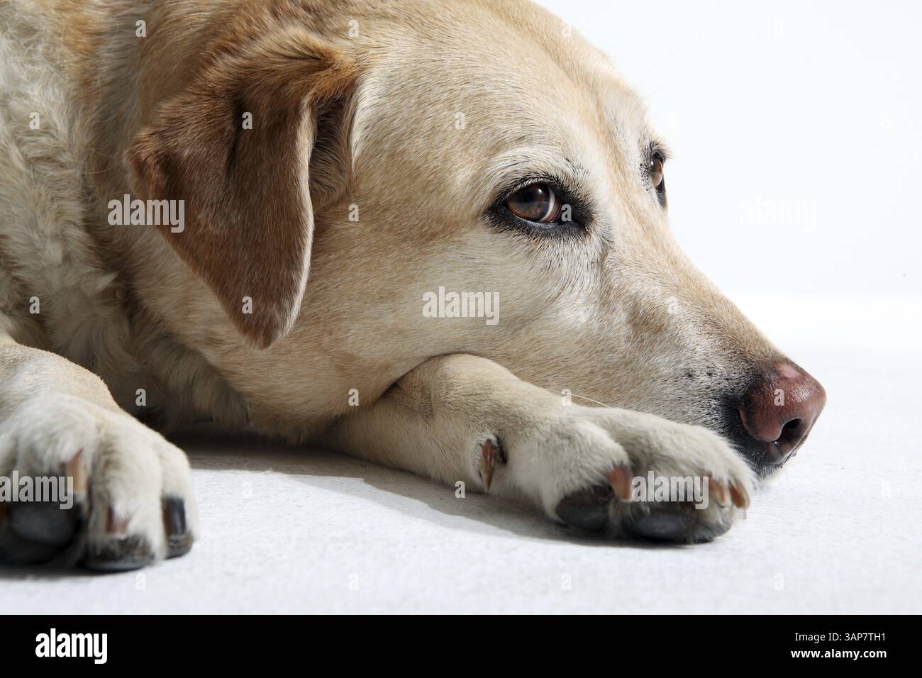 Blonde Labrador in the studio Stock Photo - Alamy