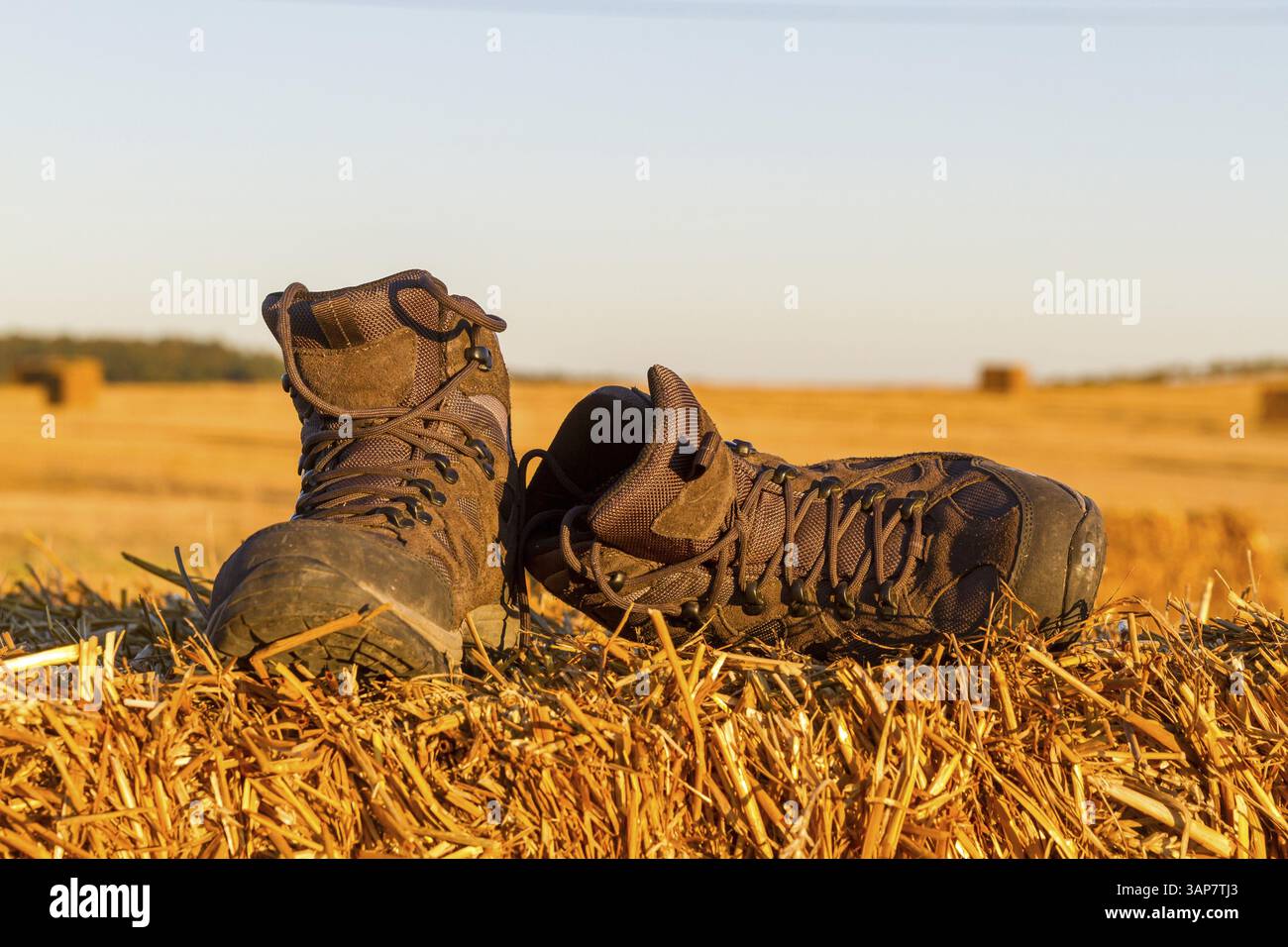 Setting sun on a field of corn hi-res stock photography and images - Alamy