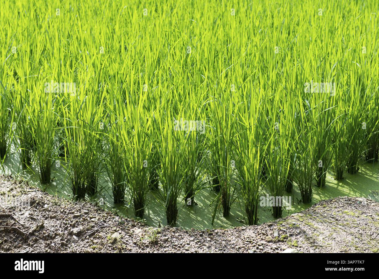 Green rice field background with young rice plants, South Korea, Asia ...