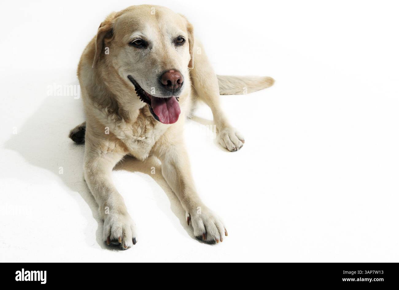 Blonde Labrador in the studio Stock Photo - Alamy