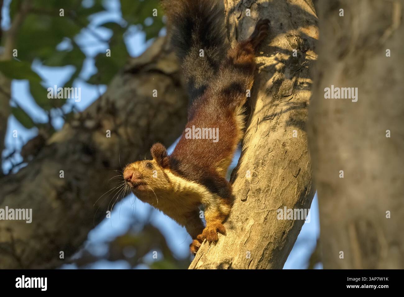 Giant squirrel (Ratufa indica), species of giant squirrel (genus Ratufa ...