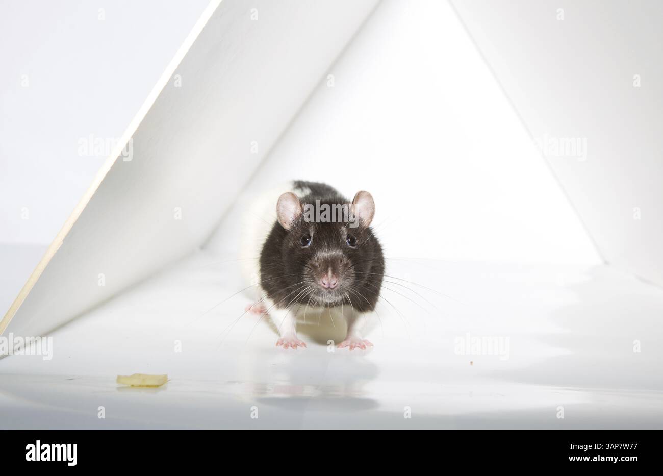 A pet rat looks into the camera Stock Photo - Alamy