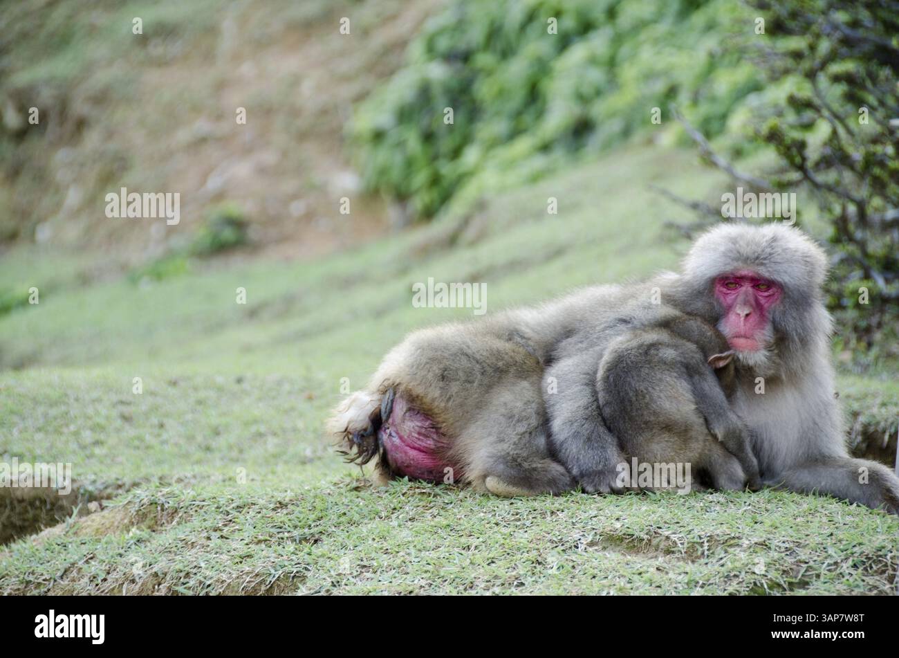 Female japanese macaque, Macaca fuscata, lying on the ground with a ...