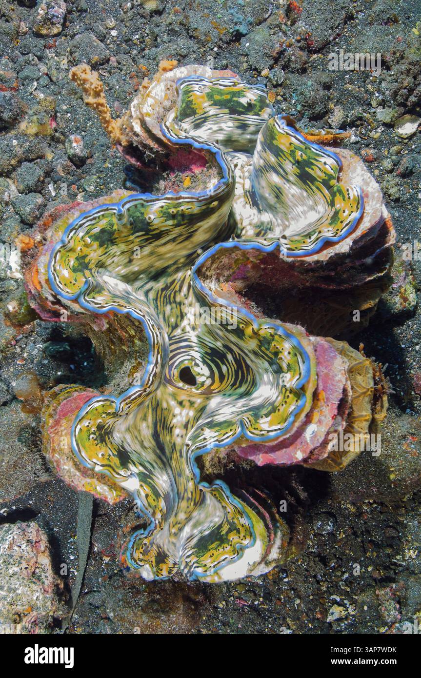 Underwater photo of Giant clam (Tridacna squamosa) with typical long ...