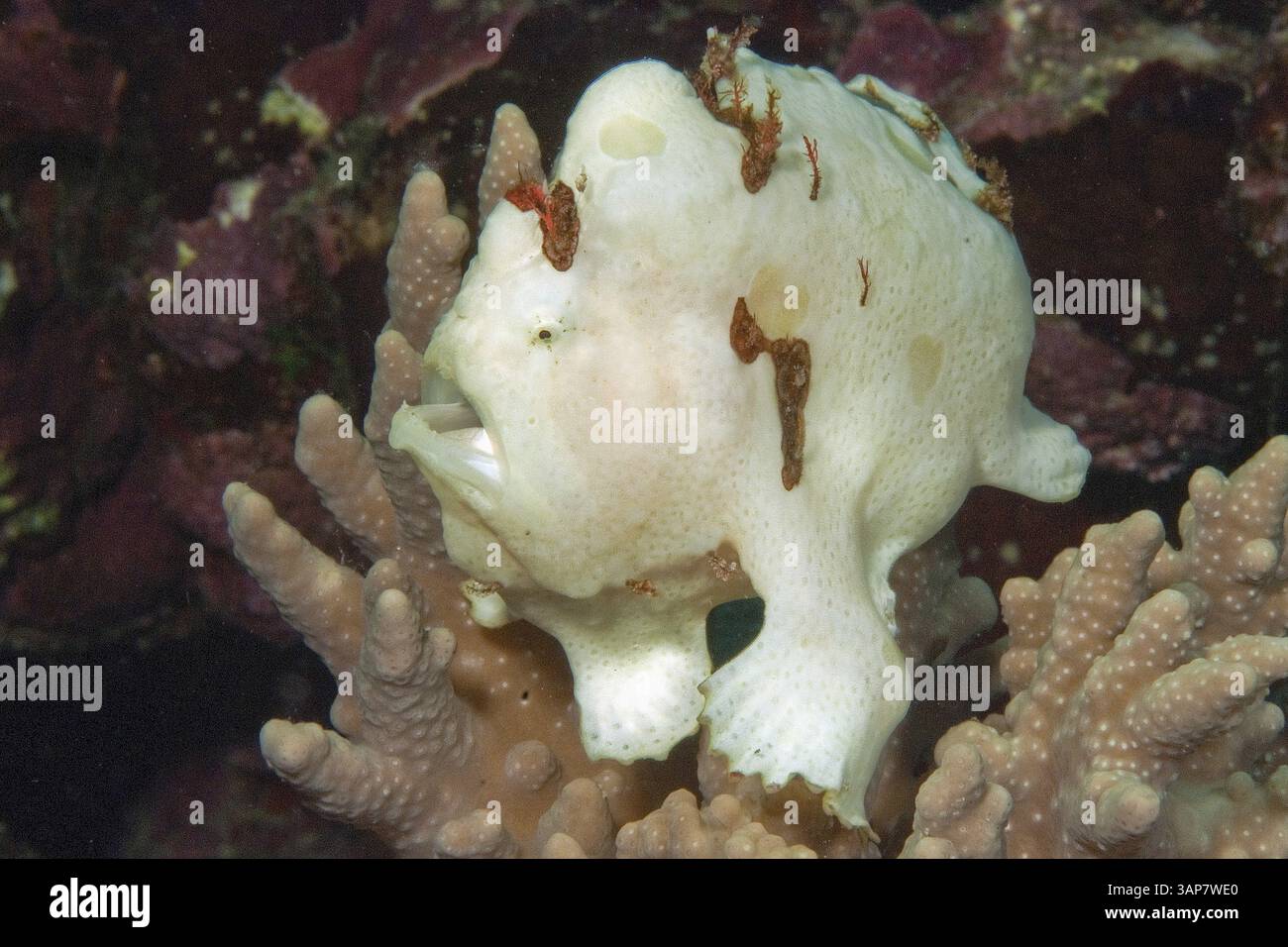 Underwater photo of round spotted frogfish (Antennarius pictus) Painted ...