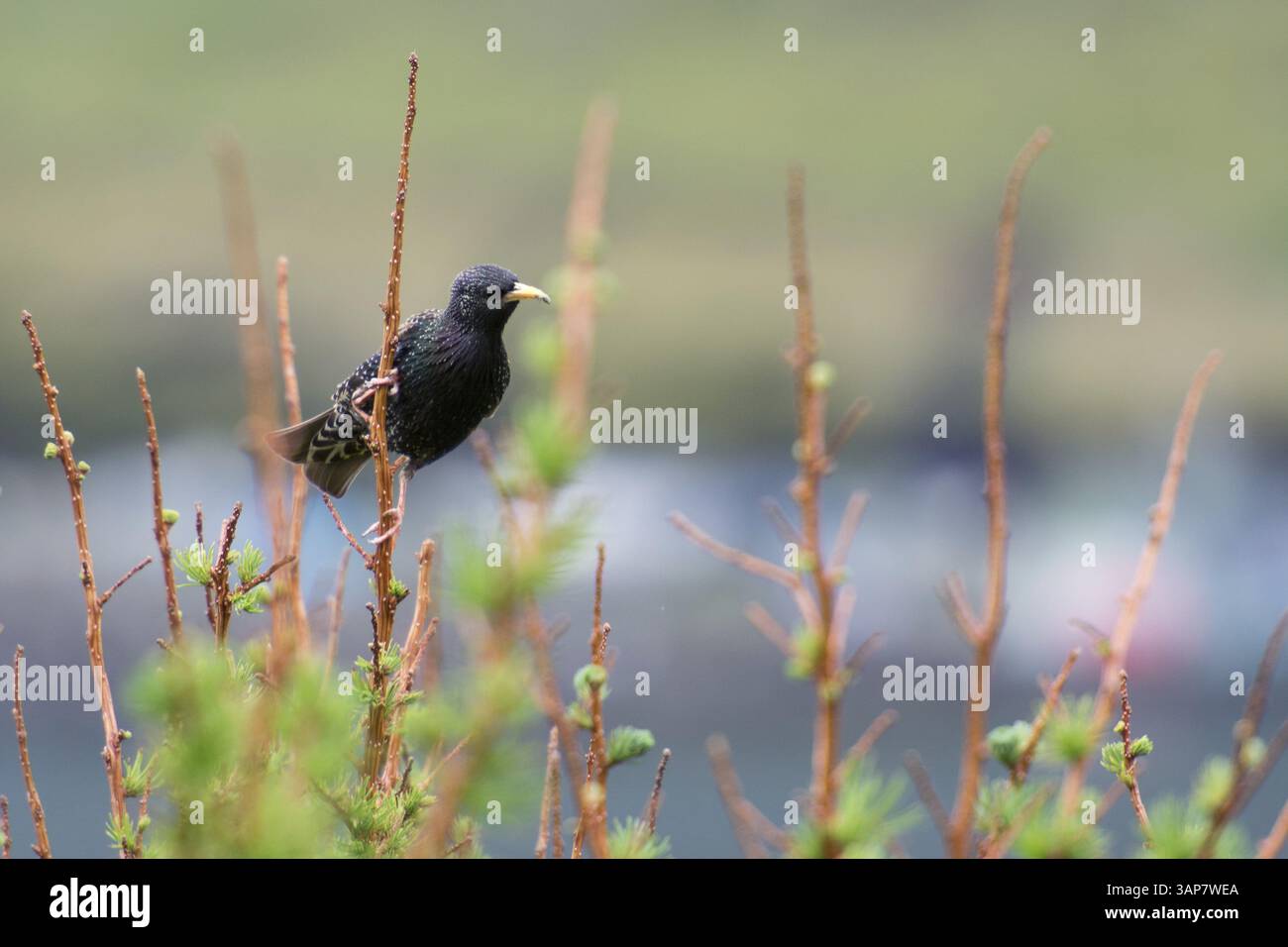 Starling, Sturnus vulgaris sitting on a tree with food in the beak on ...