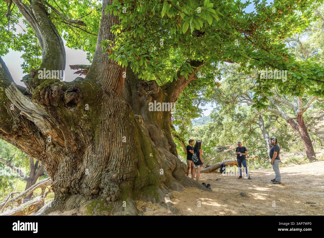 Hikers stand under the giant Castano Santo, Saint Chestnut Tree Natural ...