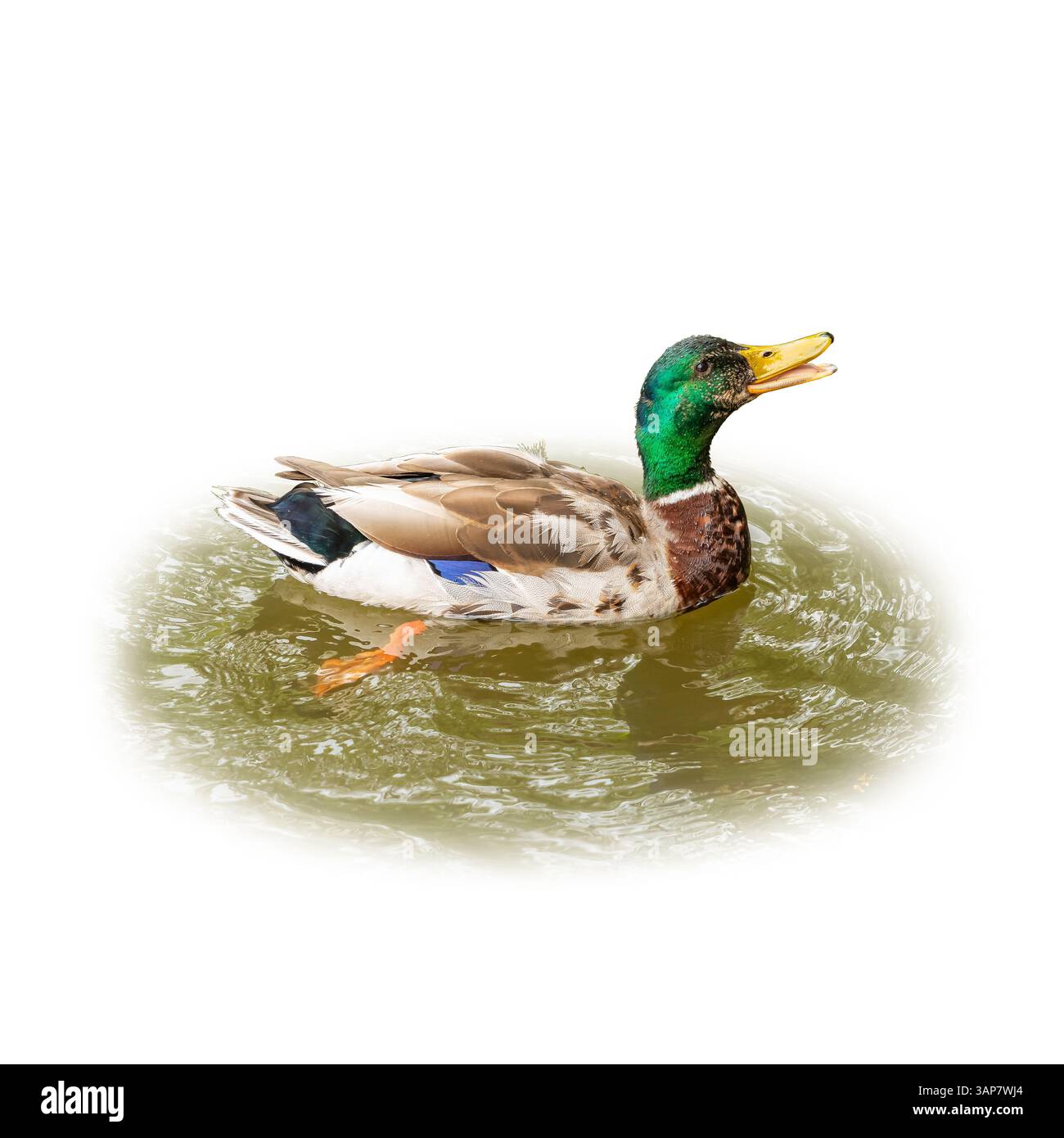 A vibrant male mallard duck swimming on green water, mouth open as if ...