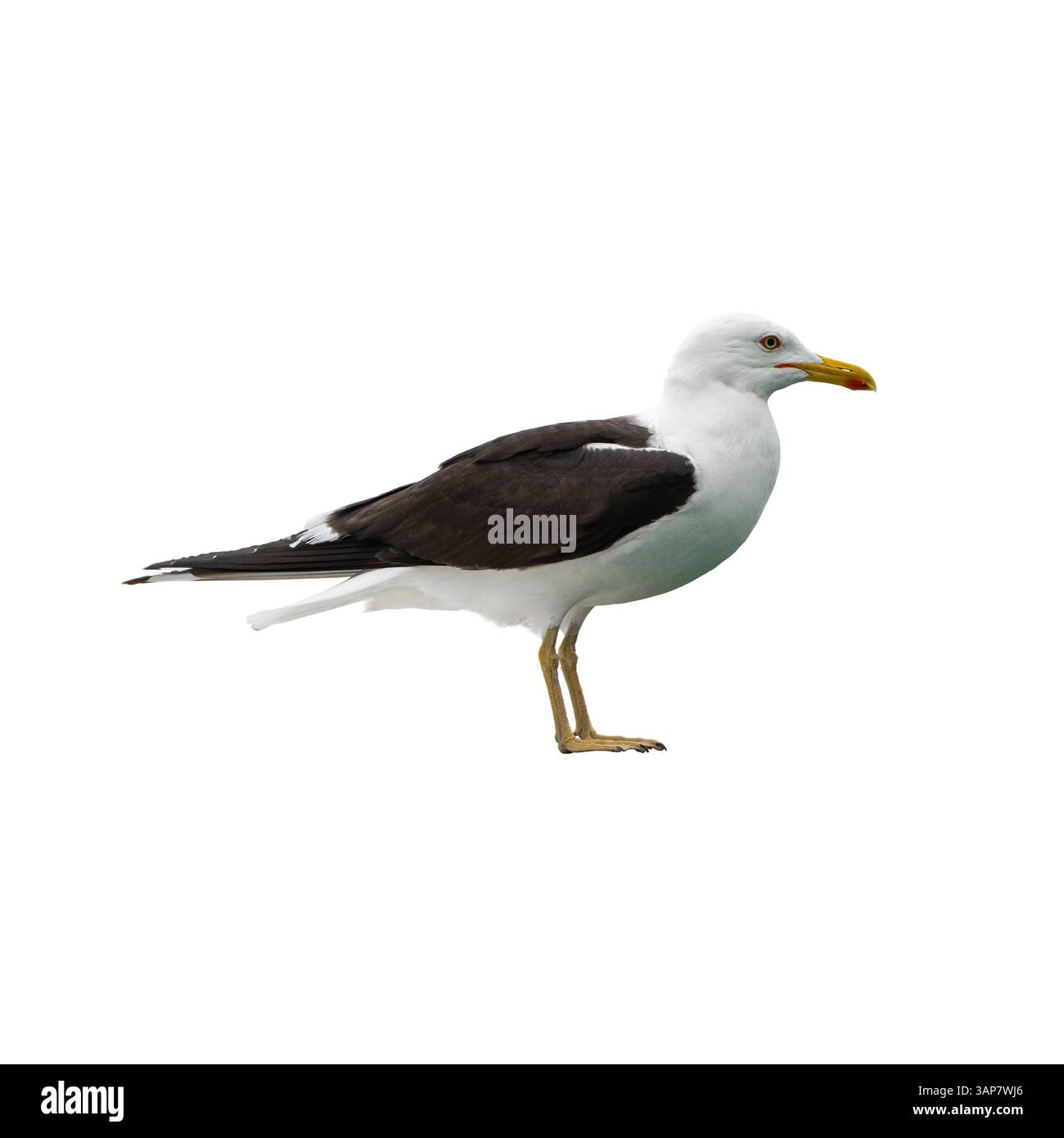 Ocean view large black Cut Out Stock Images & Pictures - Alamy