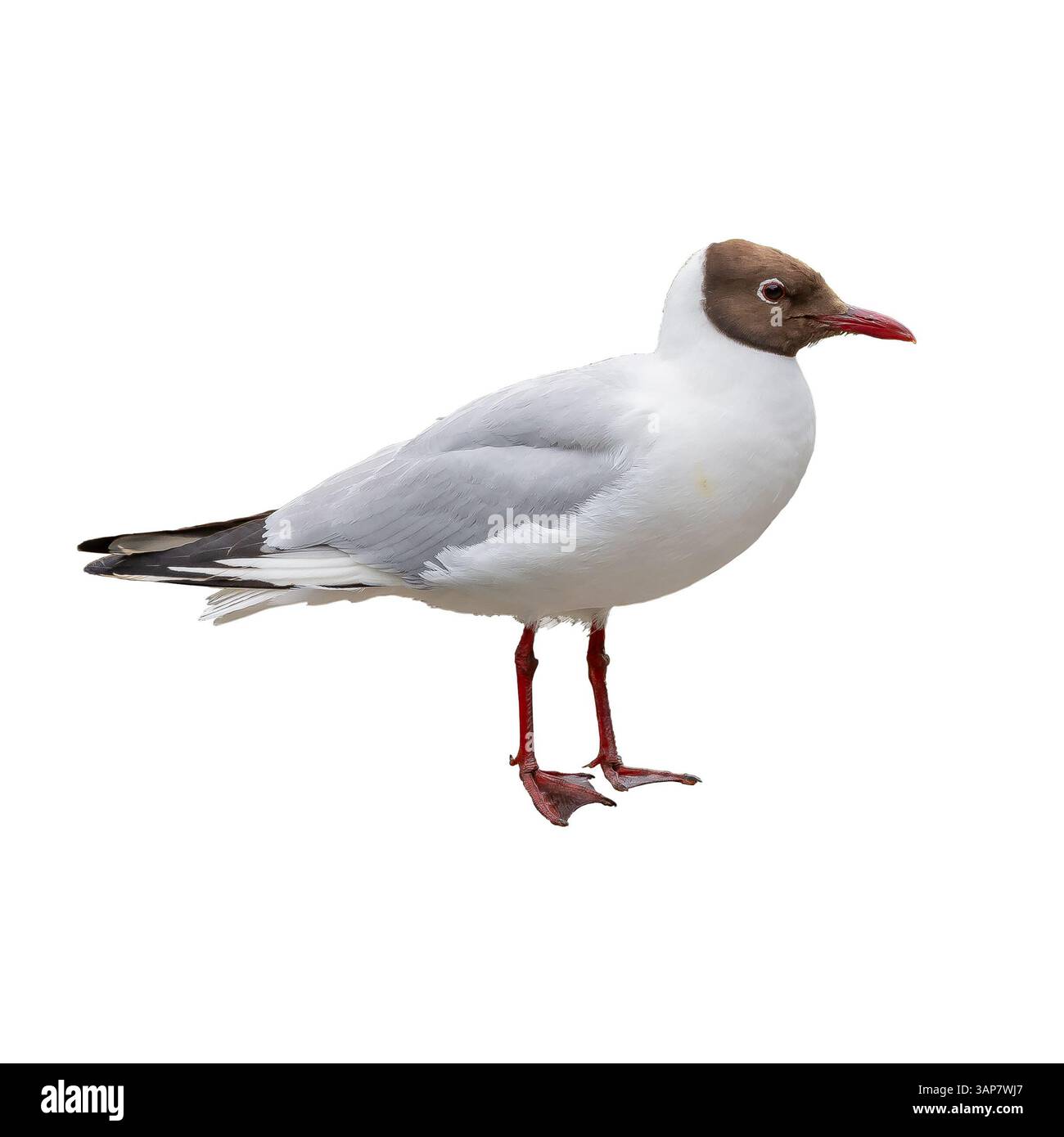 A black-headed gull standing gracefully, showing its red legs and beak ...