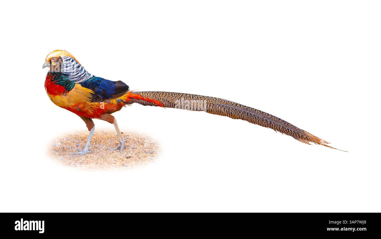 A stunning male Chinese pheasant with vibrant plumage and an extremely ...