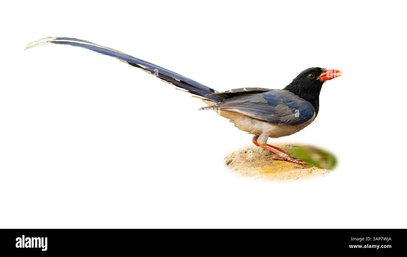 A striking Red-billed Blue Magpie with a long tail and bright red beak ...