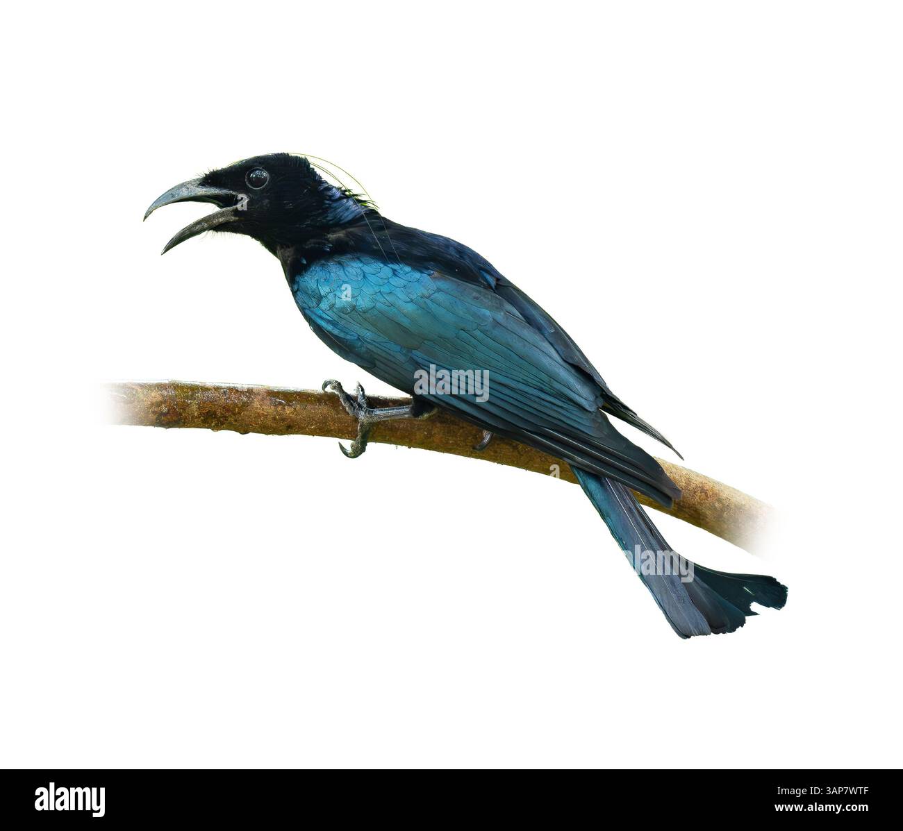 Open beak pose Cut Out Stock Images & Pictures - Alamy