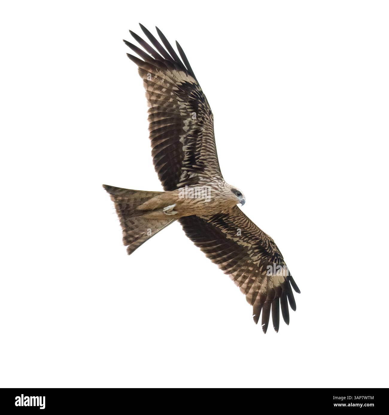 A majestic Black-eared Kite soaring in the sky with wings fully ...