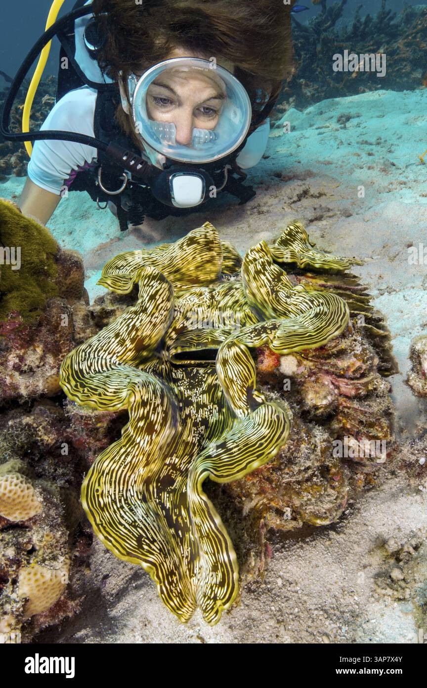 Underwater photo of diver looking at illuminated Giant clam (Tridacna ...