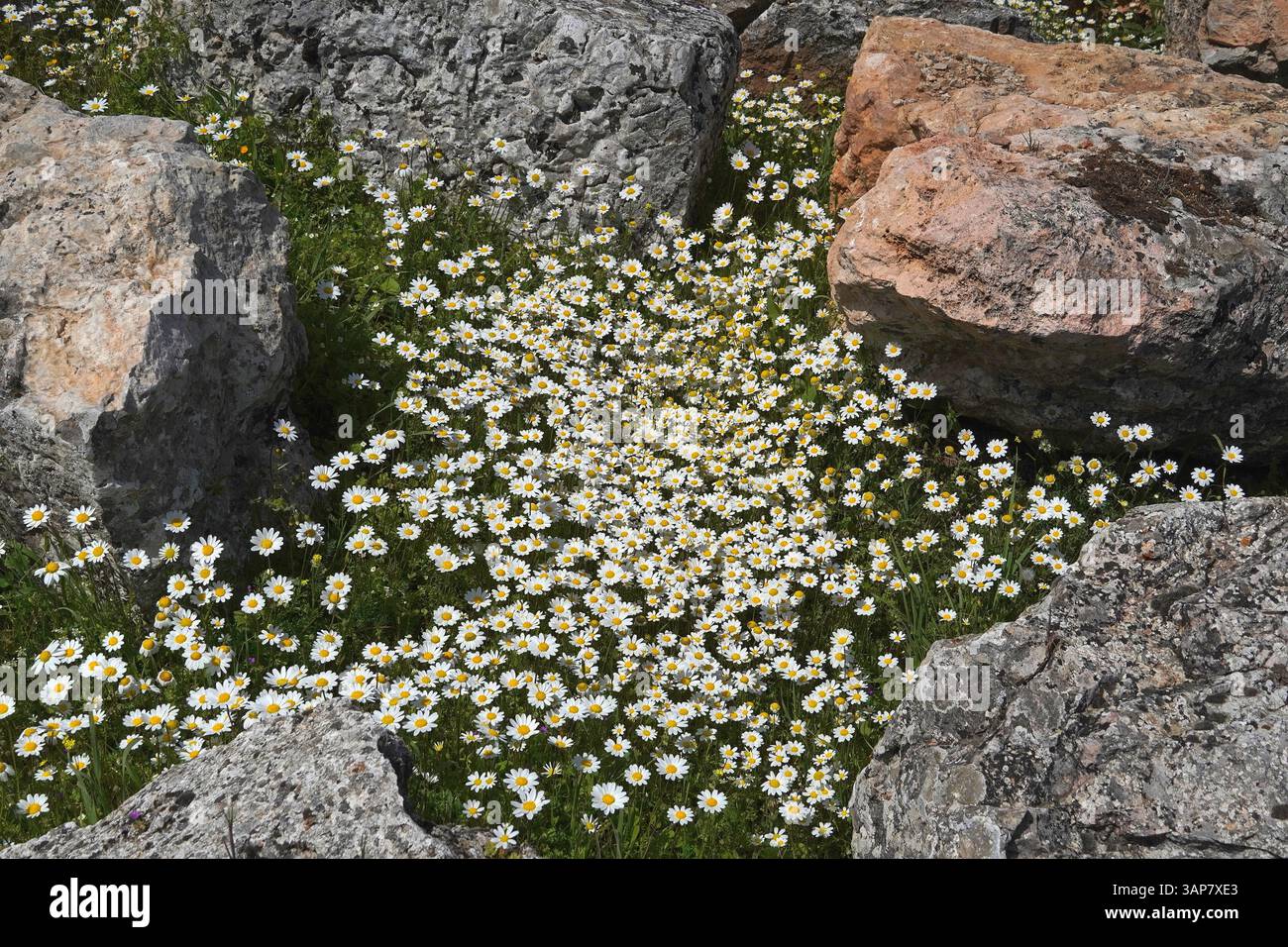 Chamomile matricaria chamaemelum daisy hi-res stock photography and ...