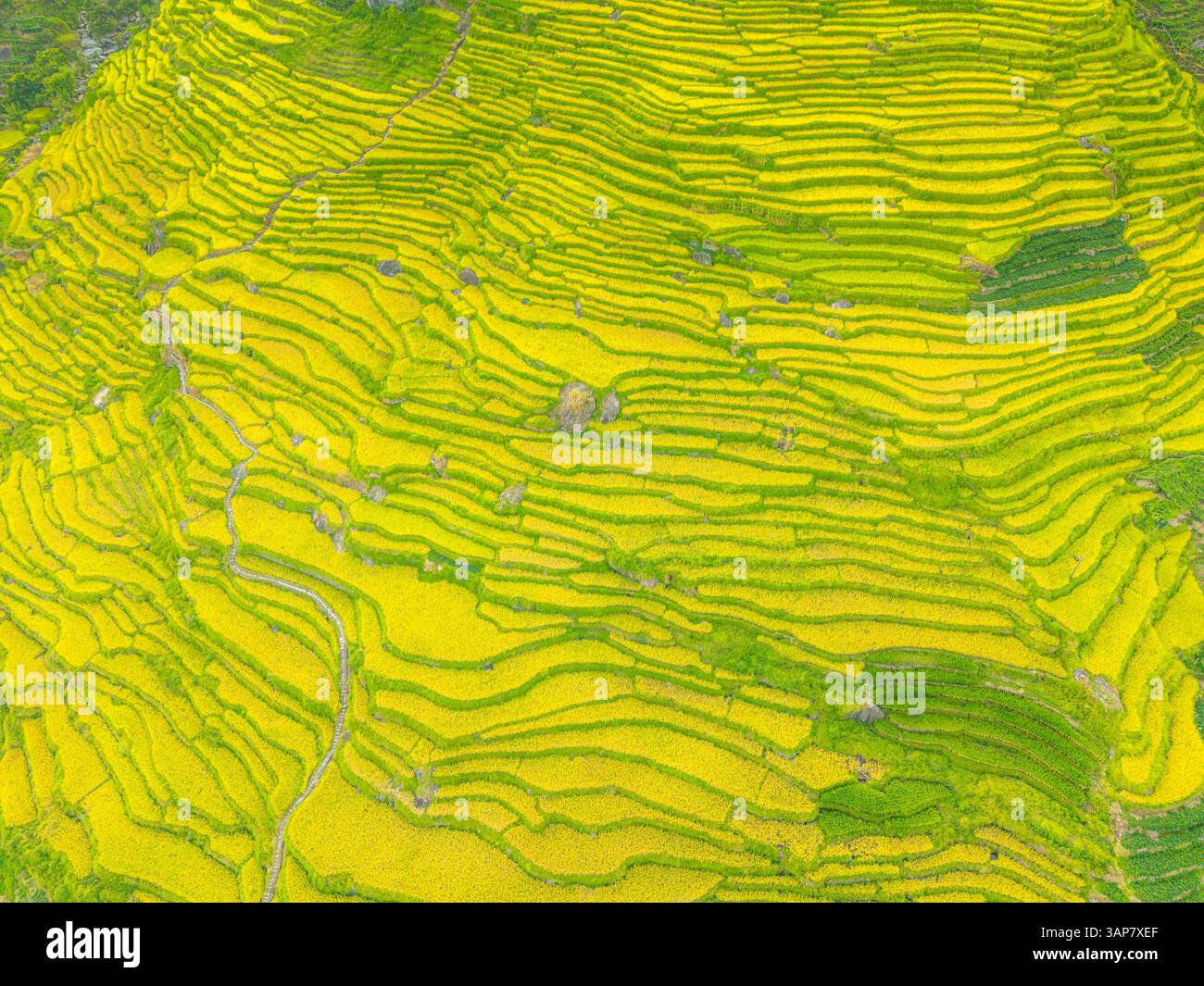 Aerial view of the countryside houses surrounded by yellow and green ...