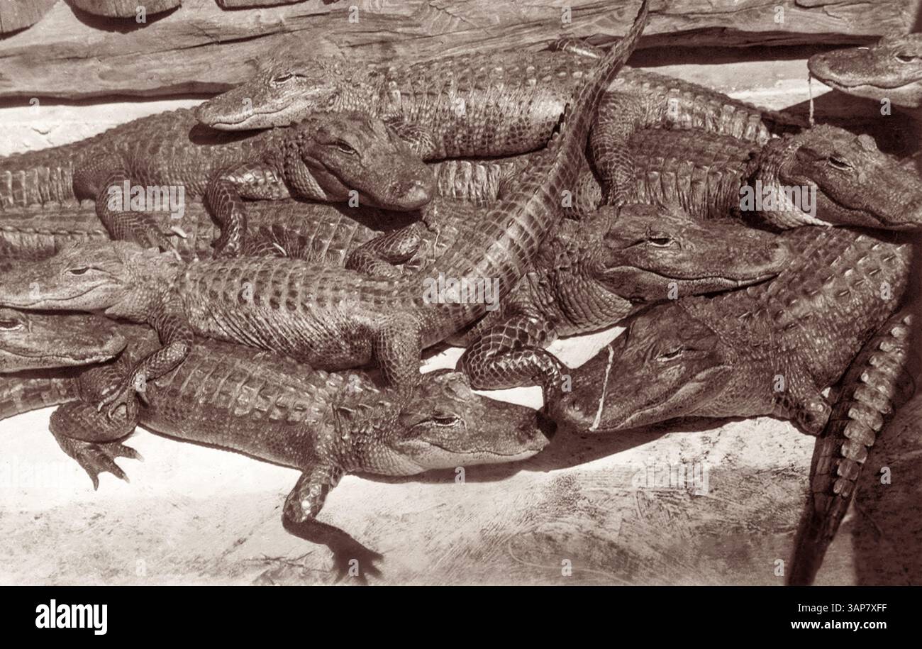 Alligators at Trapper Nelson's Zoo and Jungle Garden along the ...