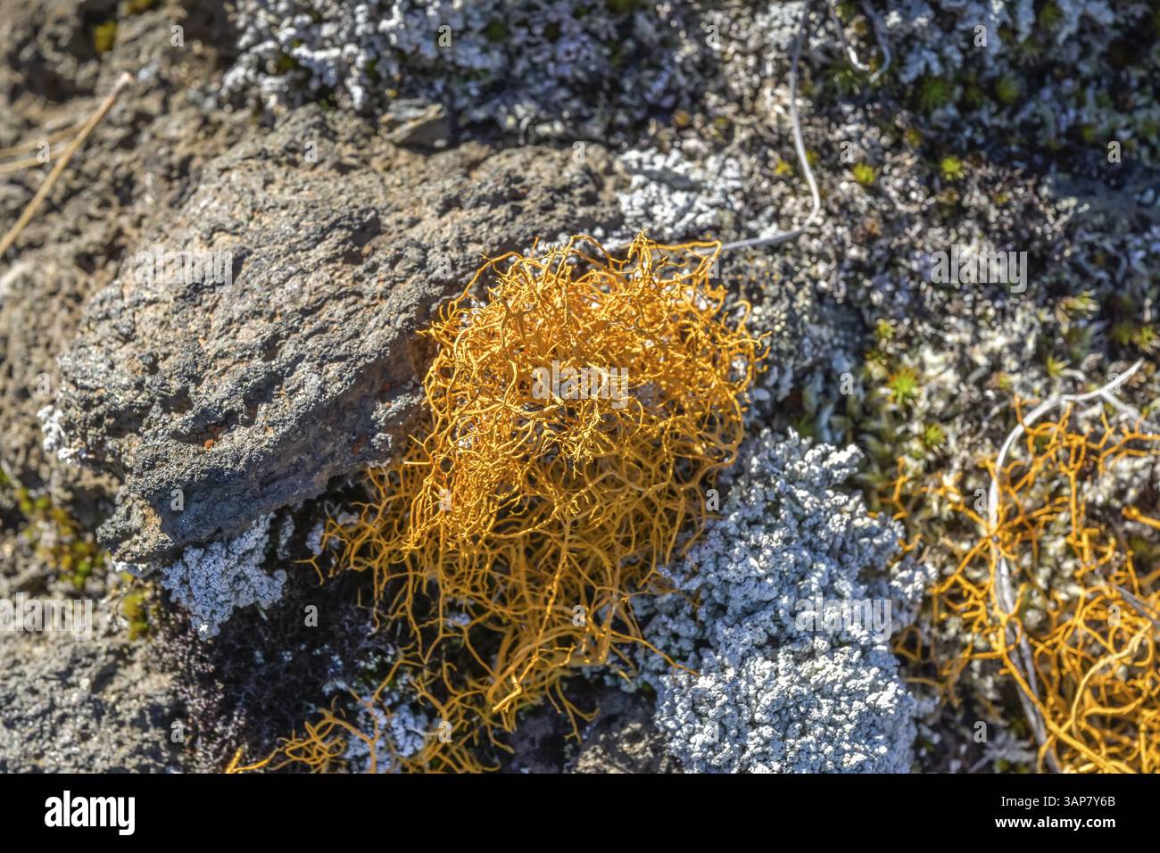 Lichens on volcanic soil, nature reserve at the Chinyero volcano ...