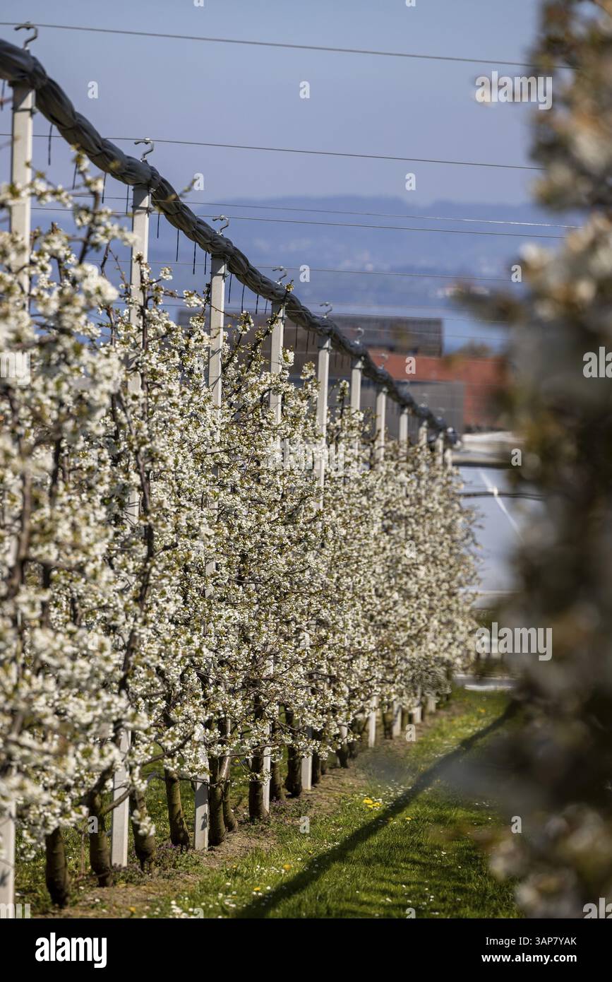 Cherry blossom, rows of flowering cherry trees, fruit growing school ...