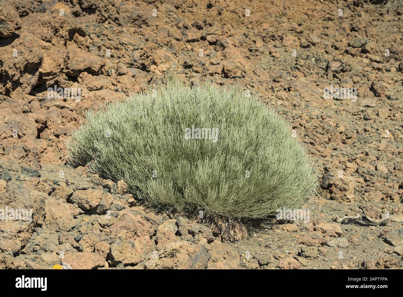 Green plant in the cinder field in the national park, Parque Nacional ...